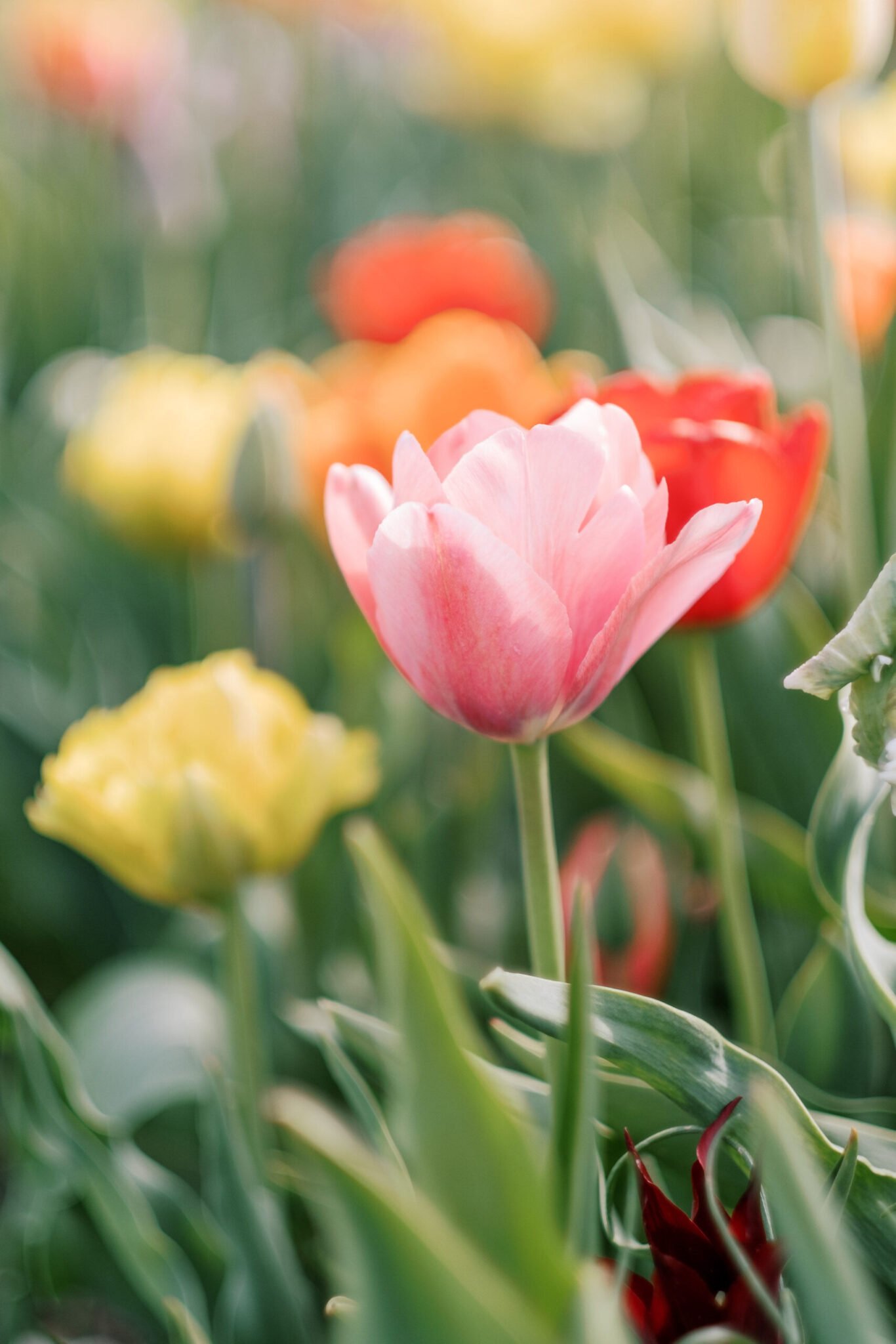 links + small things - The Small Things Blog