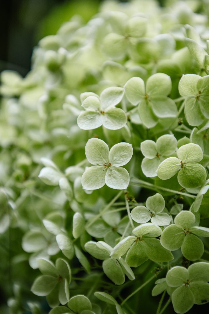 blog - The Small Things Blog